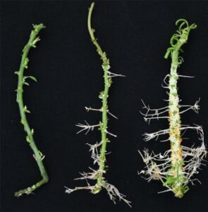 At the root of bulked-up plants – The Center for Bioenergy Innovation